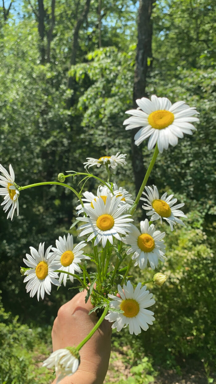 The Love of Nostalgic Daisies - Lily & Val Living